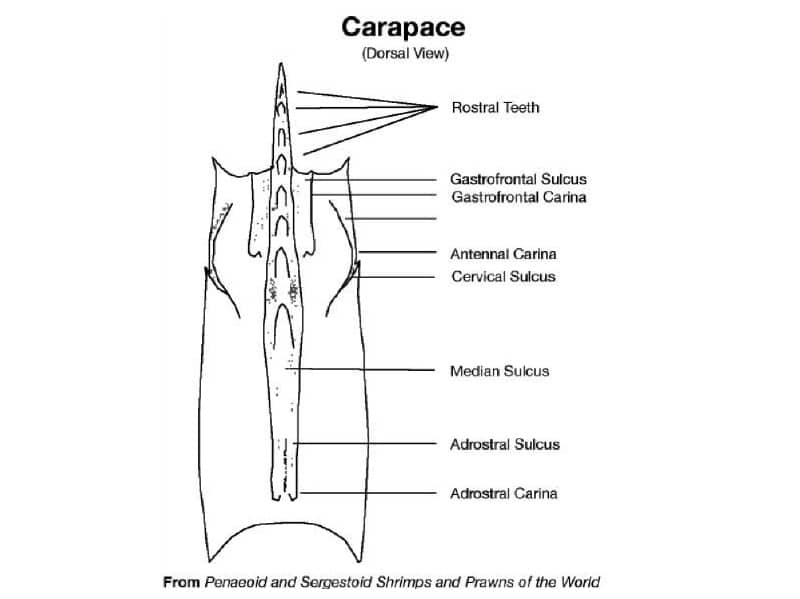 Balnova | Anatomía de un camarón (Glosario e Ilustraciones)