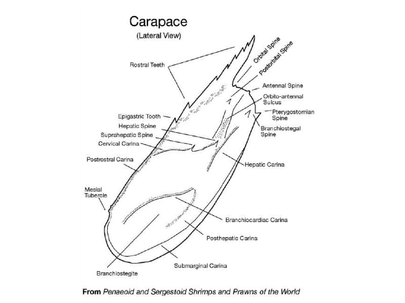 Balnova | Anatomía de un camarón (Glosario e Ilustraciones)
