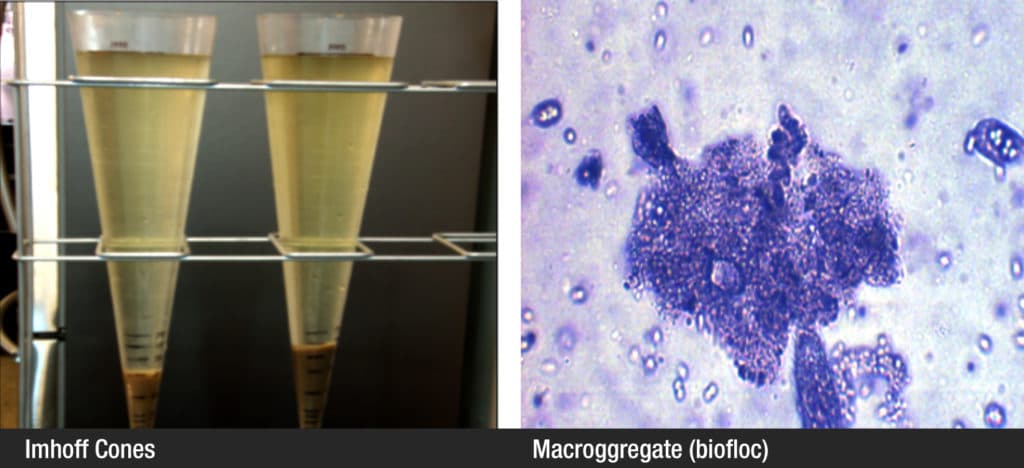 Rol de los microorganismos en la Tecnología Biofloc (BFT) - Clásico y Élite