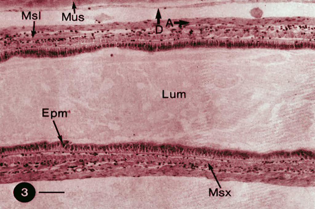 Balnova fabrica sus balanceados para camarón con proteínas hidrolizadas ...