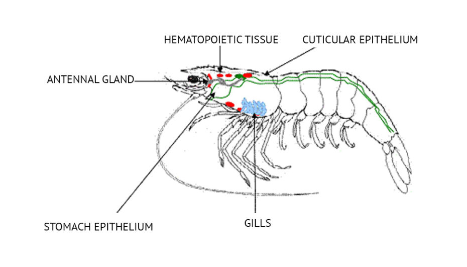 Una revisión al mecanismo inmunológico de los crustáceos decápodos ...